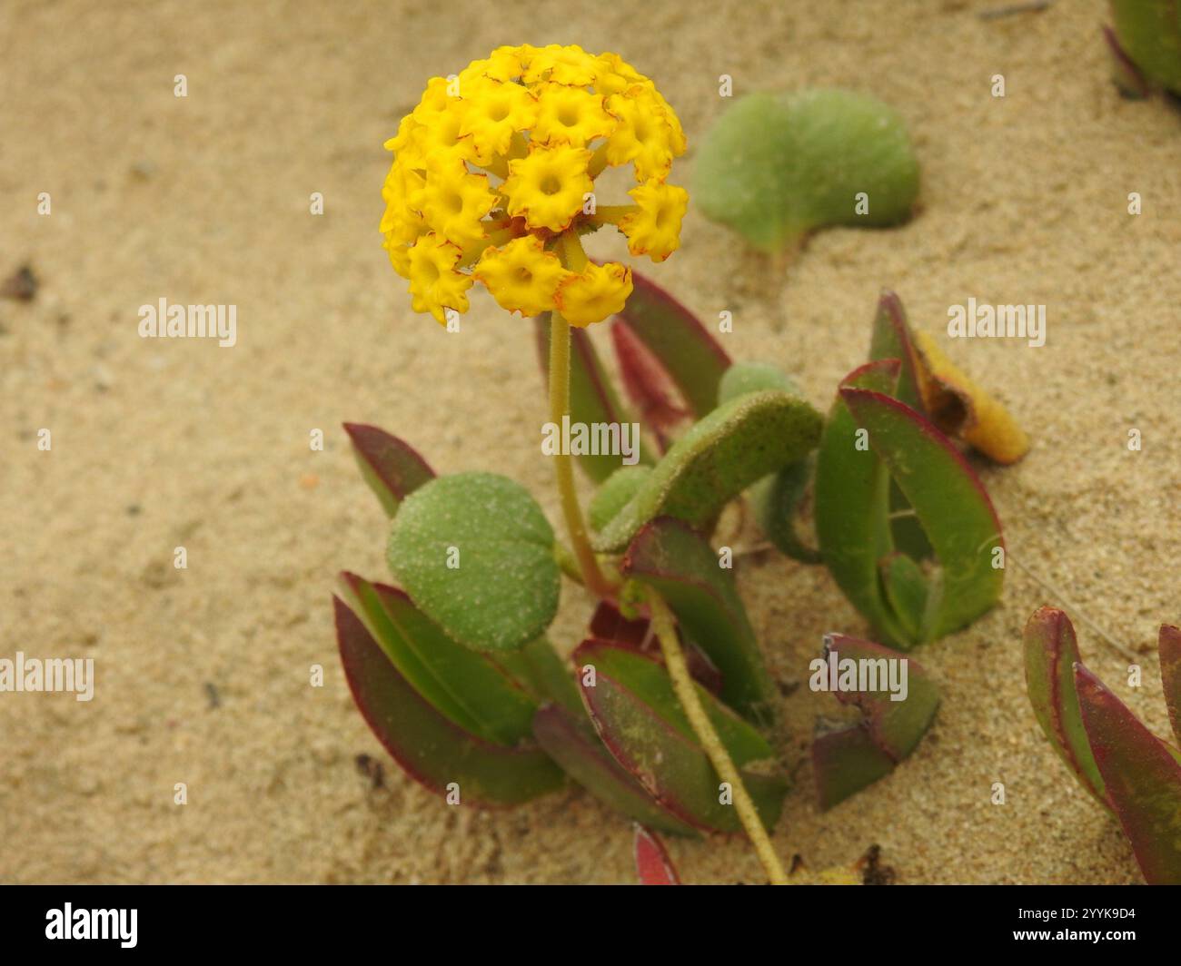 Yellow Sand Verbena (Abronia latifolia Stock Photo - Alamy