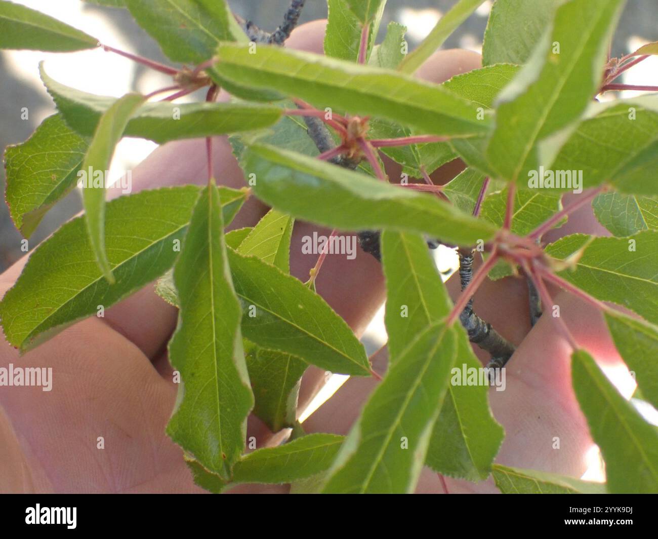 fire cherry (Prunus pensylvanica Stock Photo - Alamy