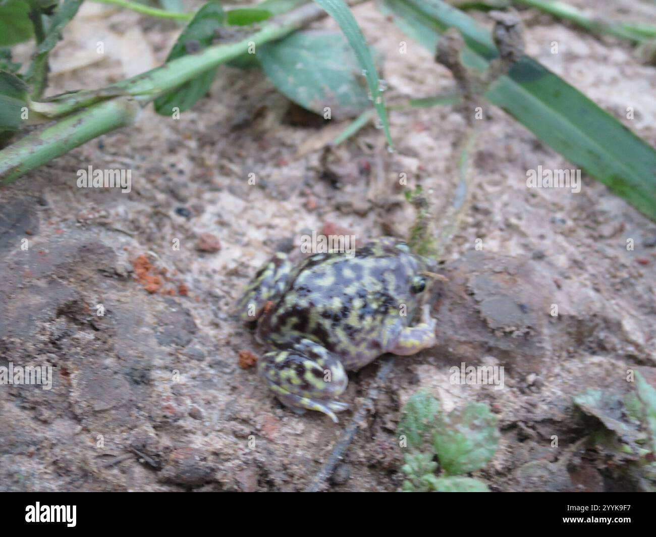 Shovel-nosed Frog (Hemisus marmoratus Stock Photo - Alamy