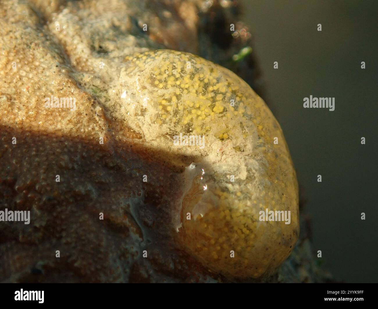 Japanese Bubble Snail (Haloa japonica Stock Photo - Alamy