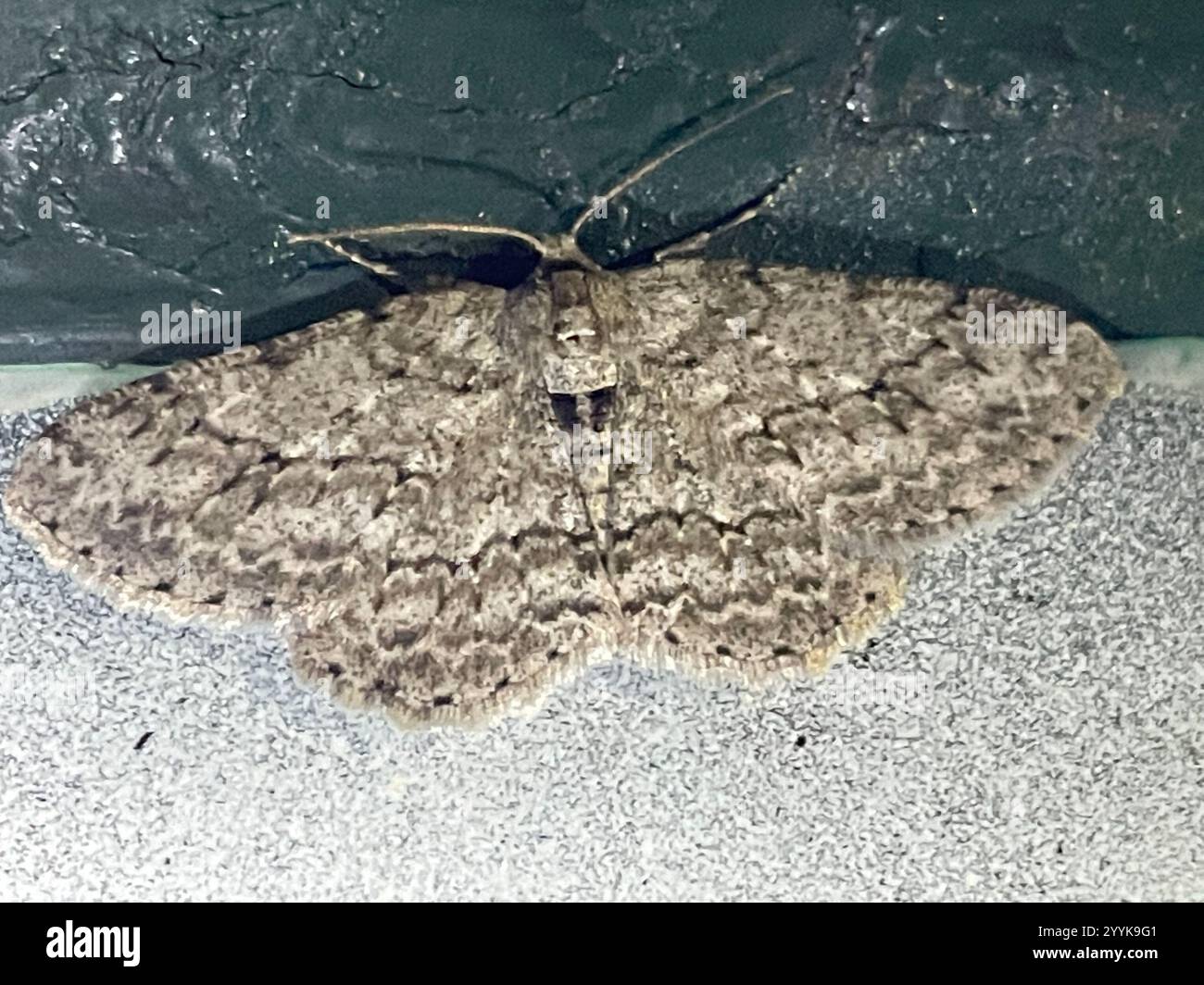 Small Engrailed (Ectropis crepuscularia Stock Photo - Alamy
