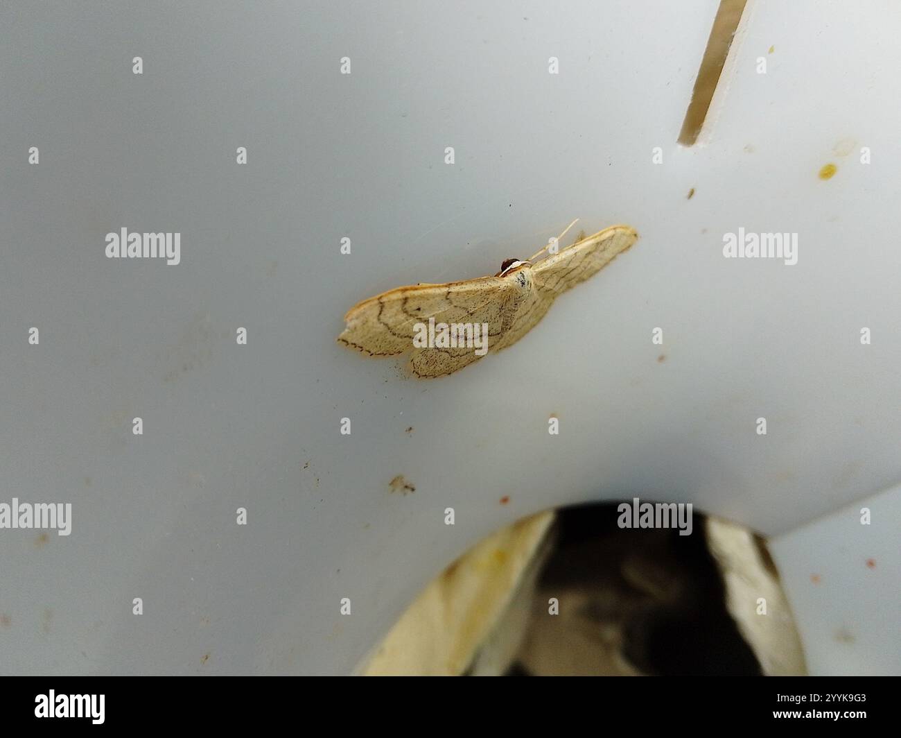 Riband Wave (Idaea aversata Stock Photo - Alamy