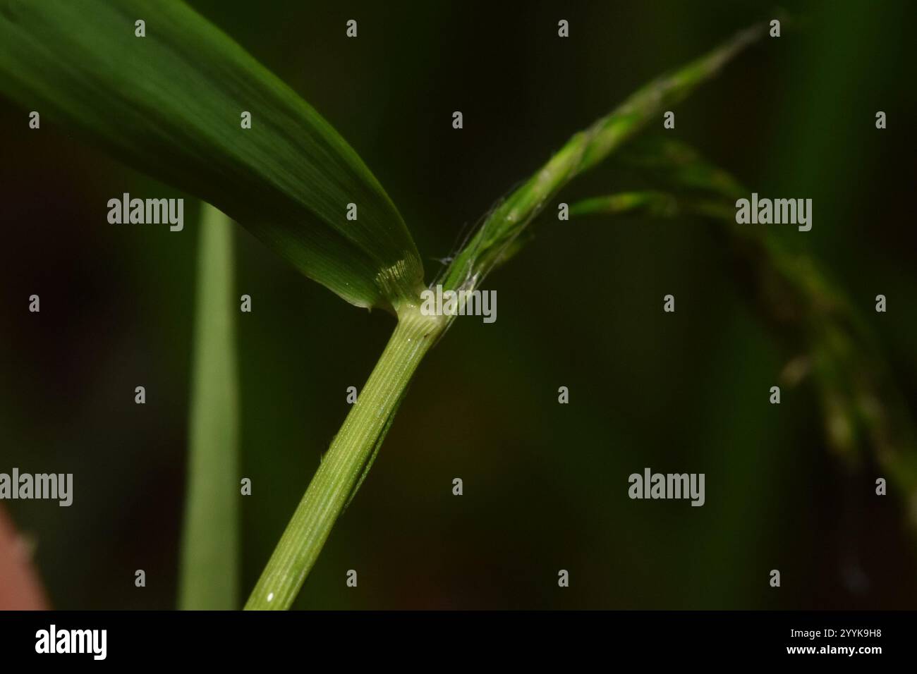nodding trisetum (Graphephorum cernuum Stock Photo - Alamy