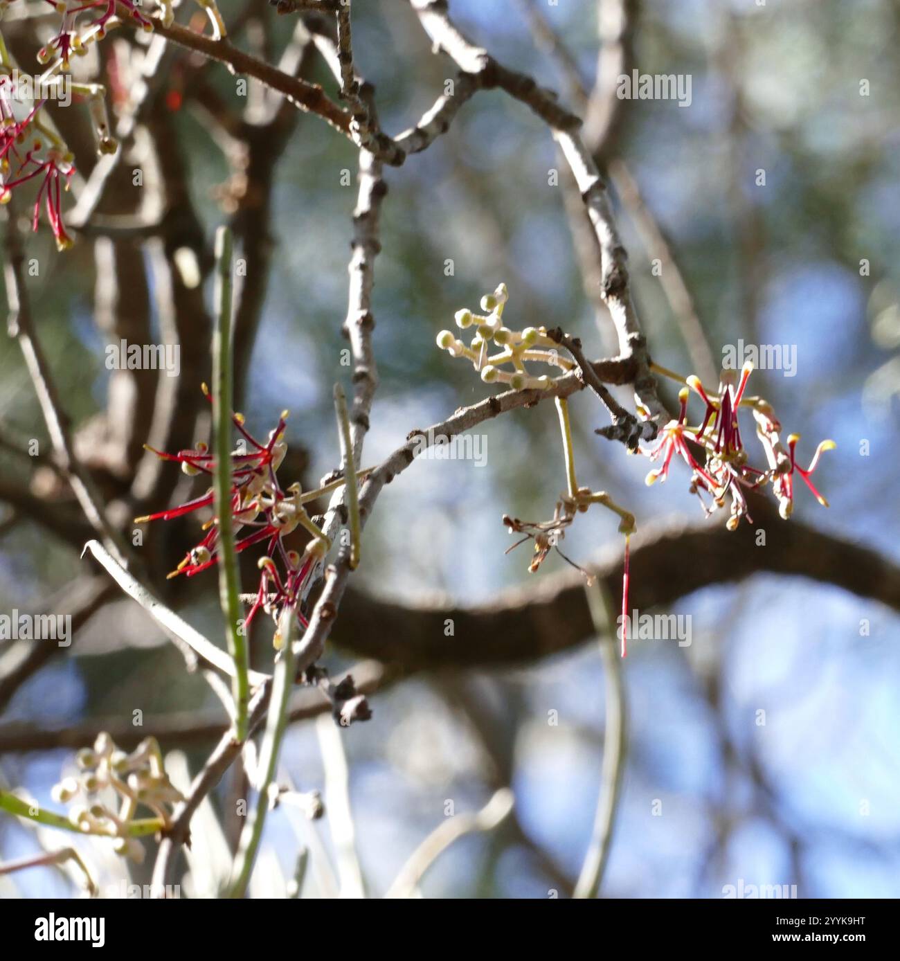 showy mistletoes (Loranthaceae Stock Photo - Alamy
