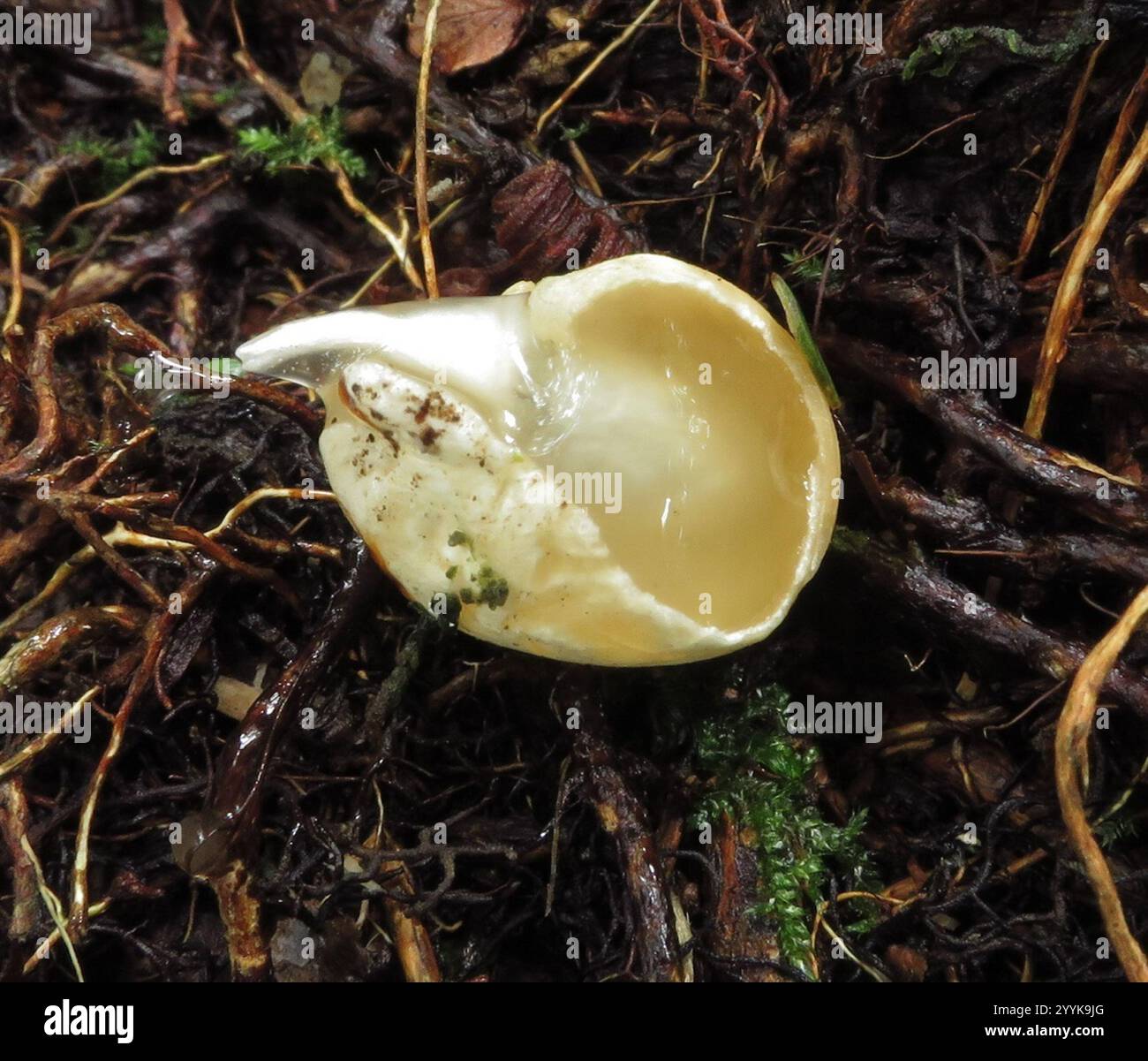 stinkhorns and allies (Phallales Stock Photo - Alamy