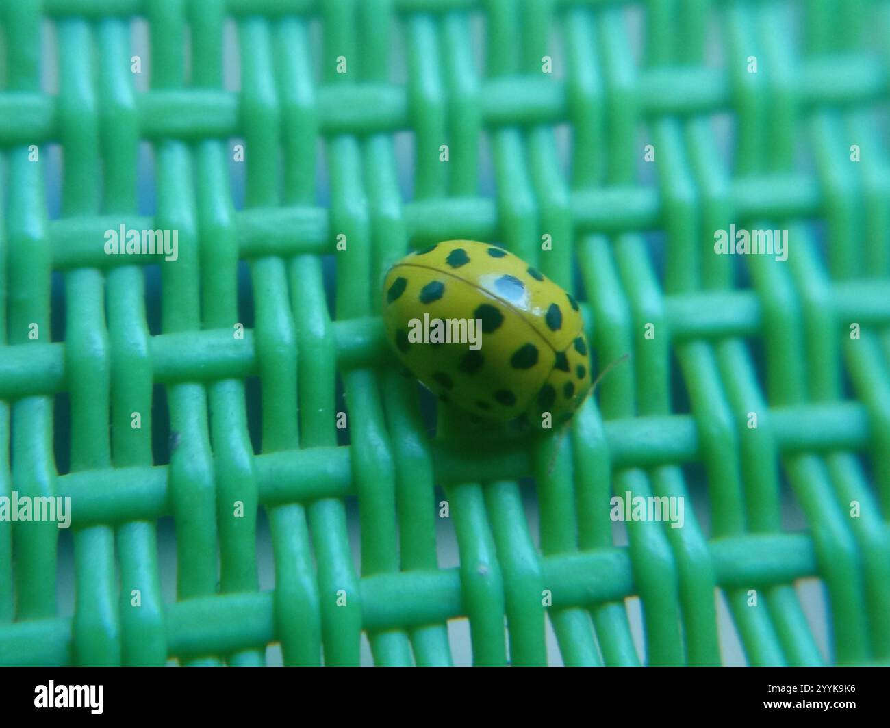 22-spot Ladybird (Psyllobora vigintiduopunctata Stock Photo - Alamy