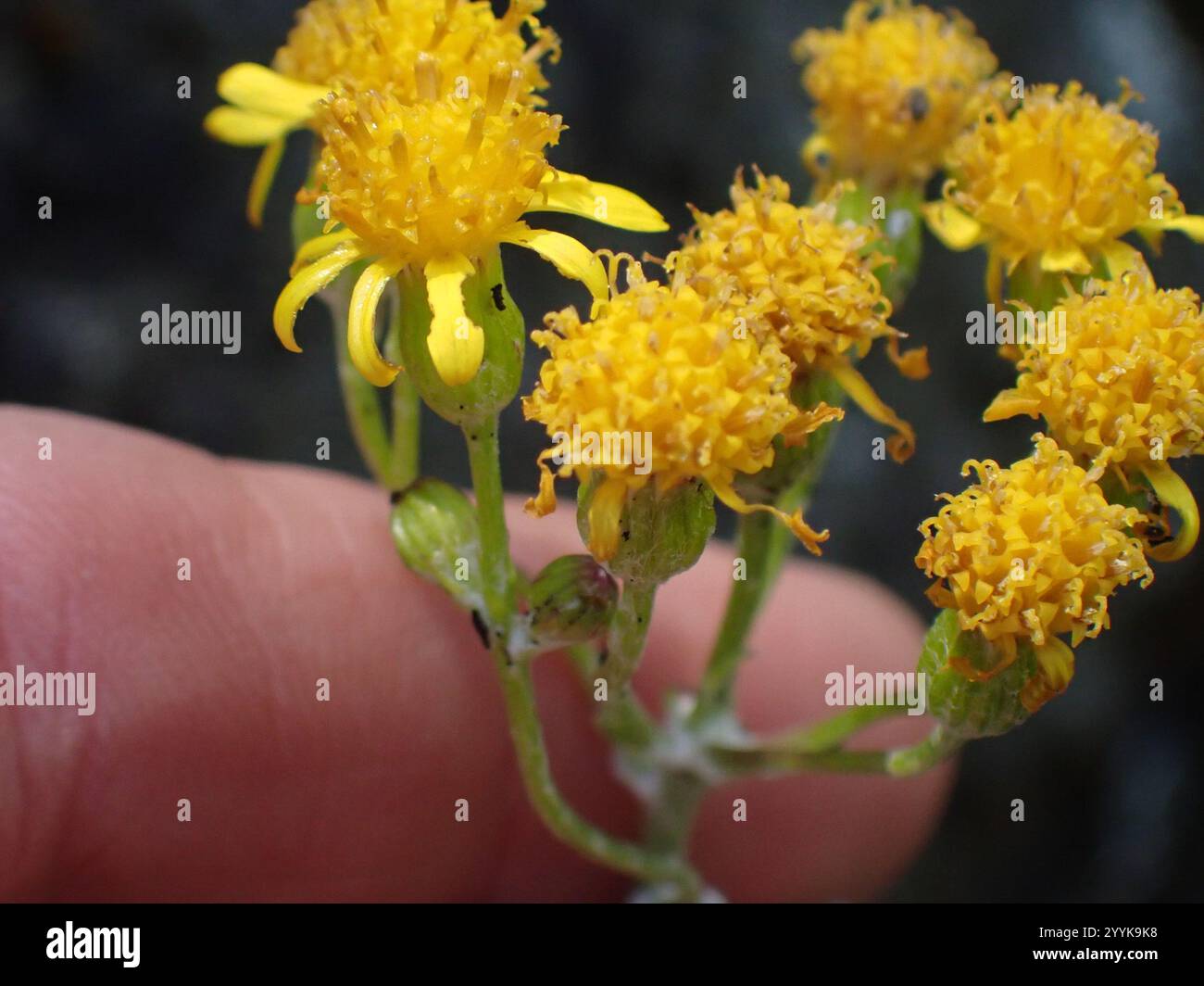 woolly groundsel (Packera cana Stock Photo - Alamy