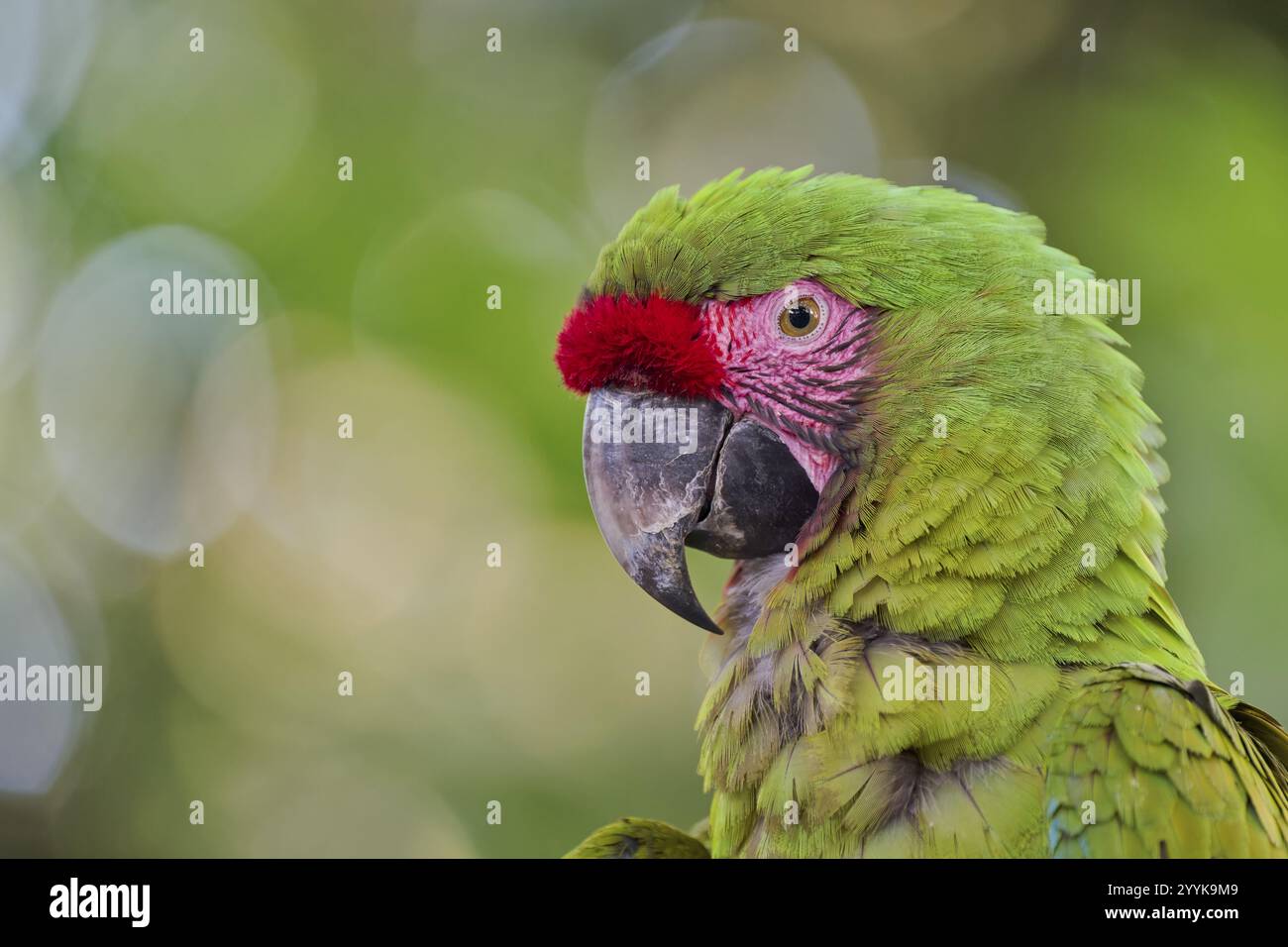 Great green macaw (Ara ambiguus) Costa Rica Stock Photo - Alamy
