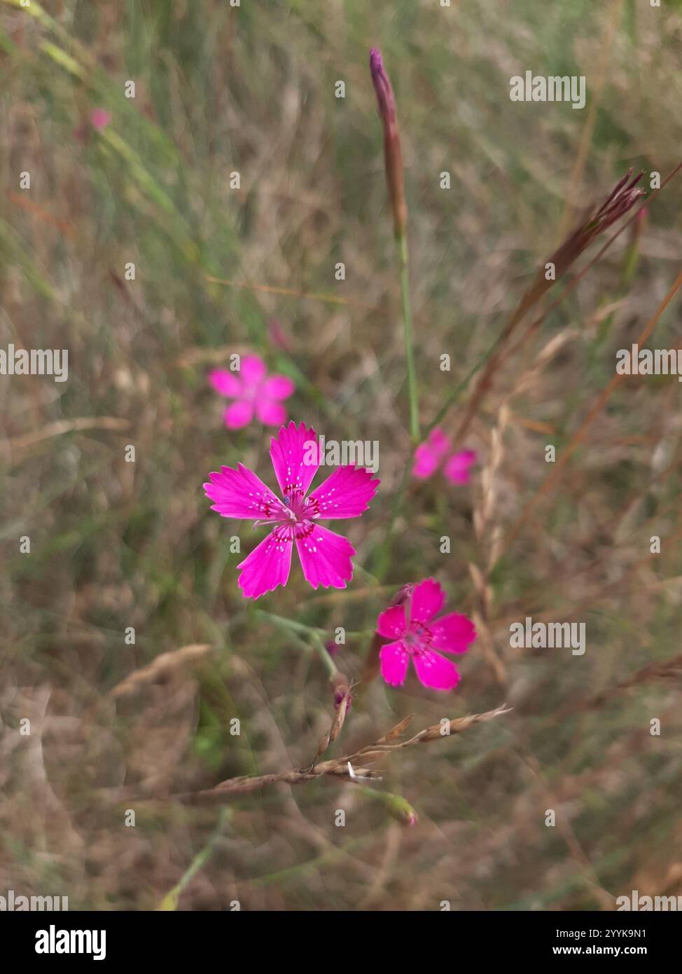 Maiden Pink (Dianthus deltoides Stock Photo - Alamy
