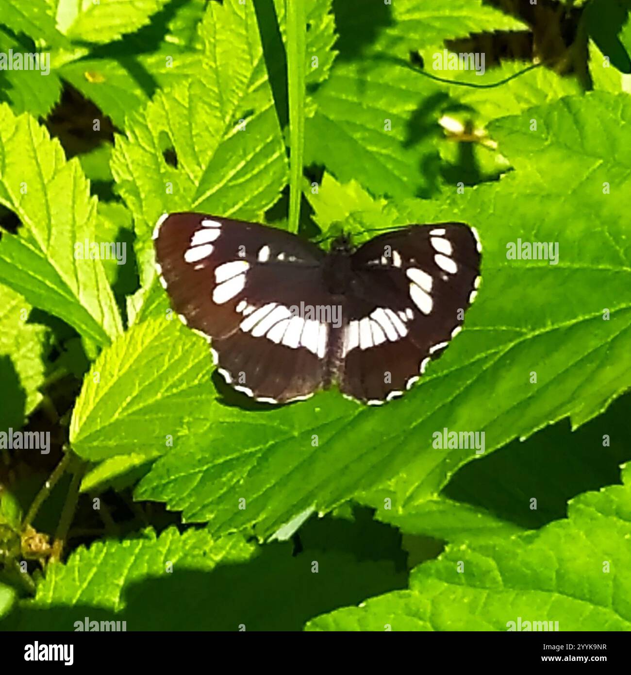 Hungarian Glider (Neptis rivularis Stock Photo - Alamy