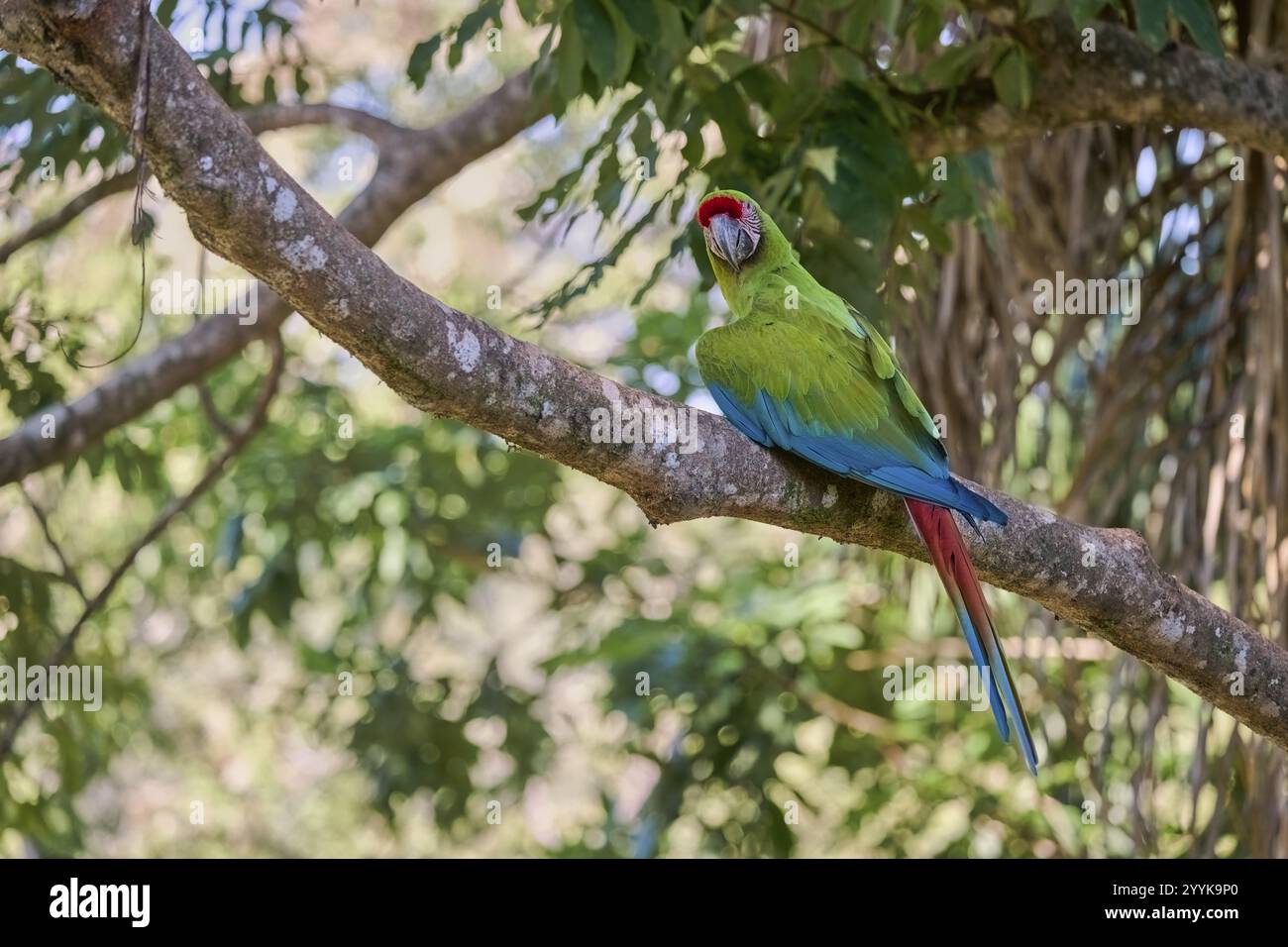 Great green macaw (Ara ambiguus) Costa Rica Stock Photo - Alamy