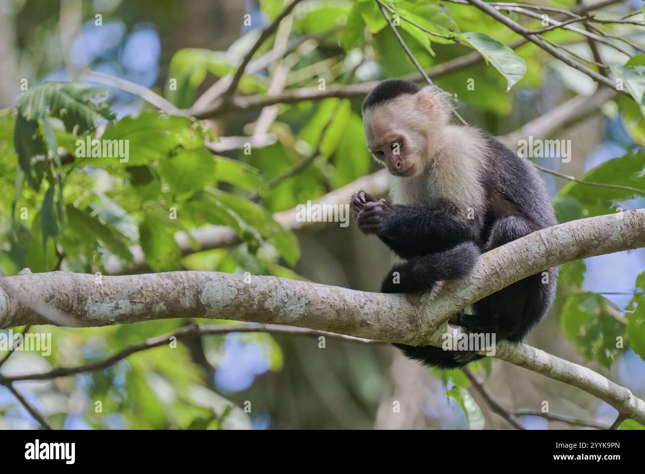 White-shouldered capuchin monkey (Cebus capucinus) Costa Rica Stock ...