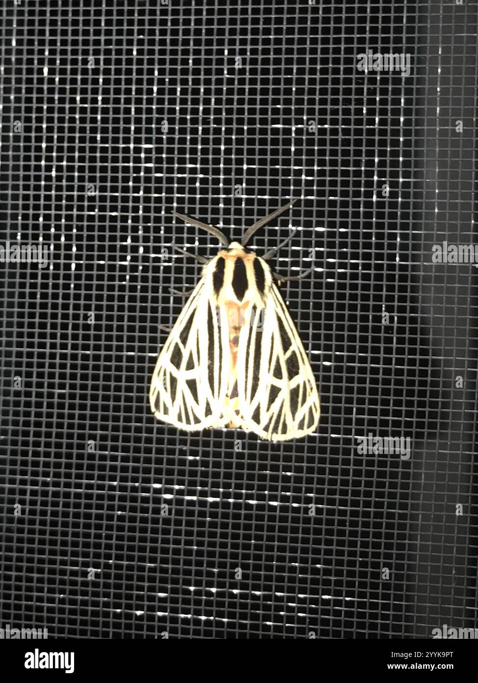 Virgin Tiger Moth (Apantesis virgo Stock Photo - Alamy
