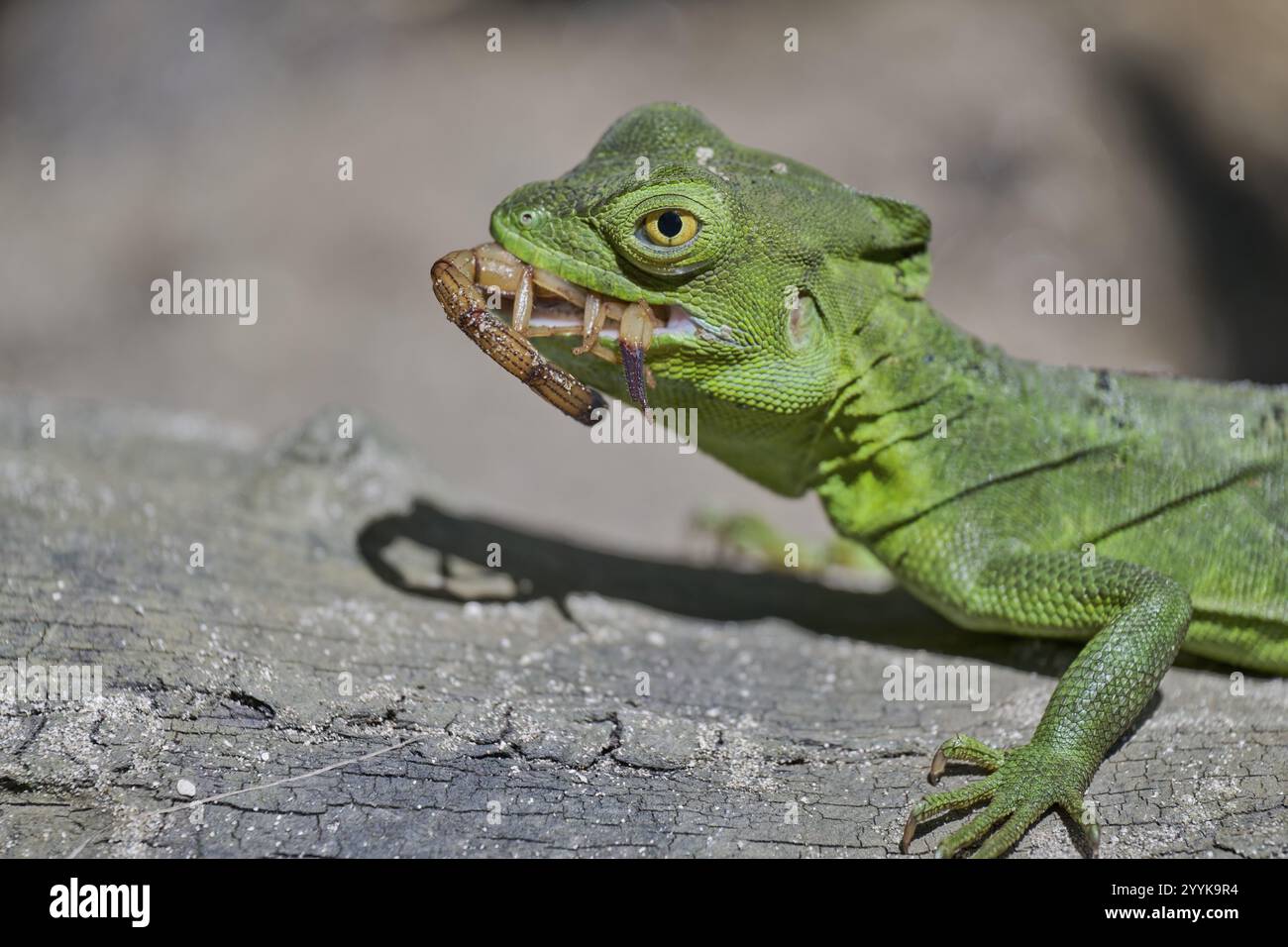 Frontal lobe basilisk female eats scorpion (Basiliscus plumifrons ...