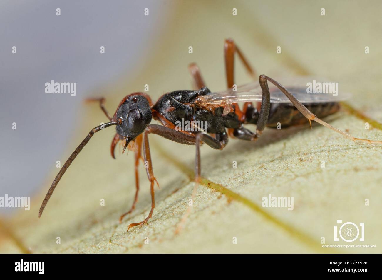 Polyergus ant hi-res stock photography and images - Alamy