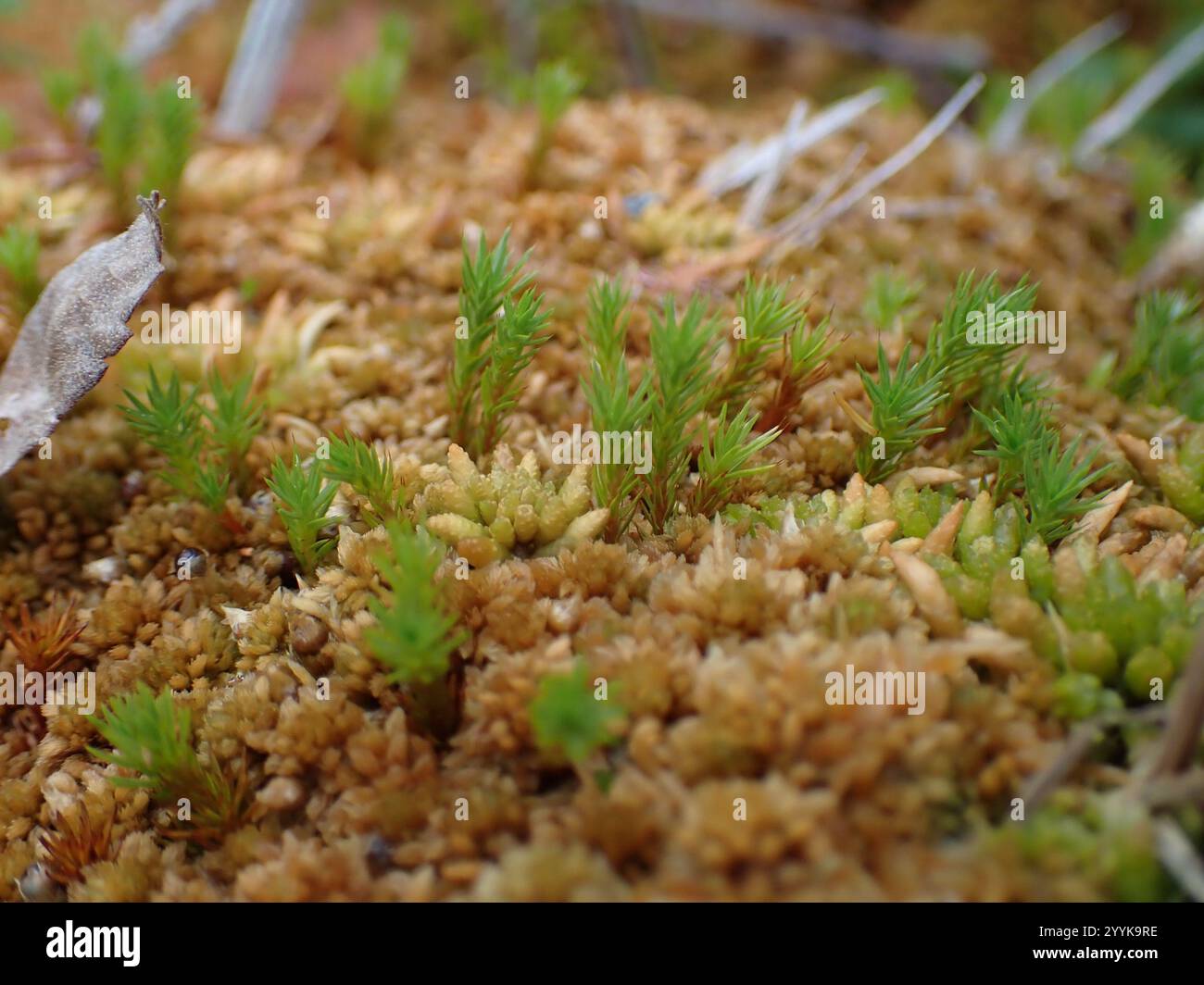 Bog Haircap Moss (Polytrichum strictum Stock Photo - Alamy