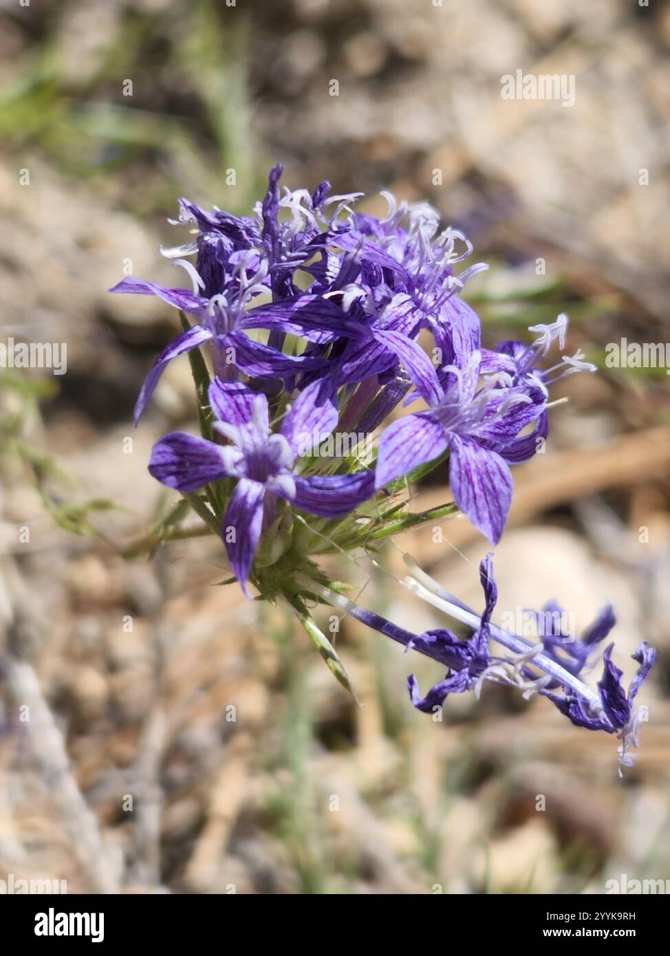 giant woollystar (Eriastrum densifolium Stock Photo - Alamy