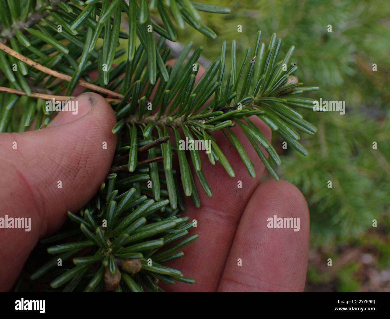 subalpine fir (Abies lasiocarpa Stock Photo - Alamy