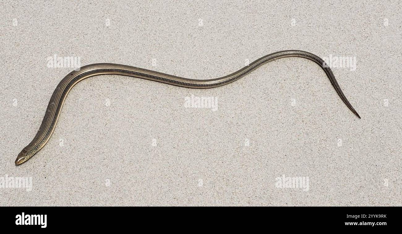 Eastern Glass Lizard (Ophisaurus ventralis Stock Photo - Alamy