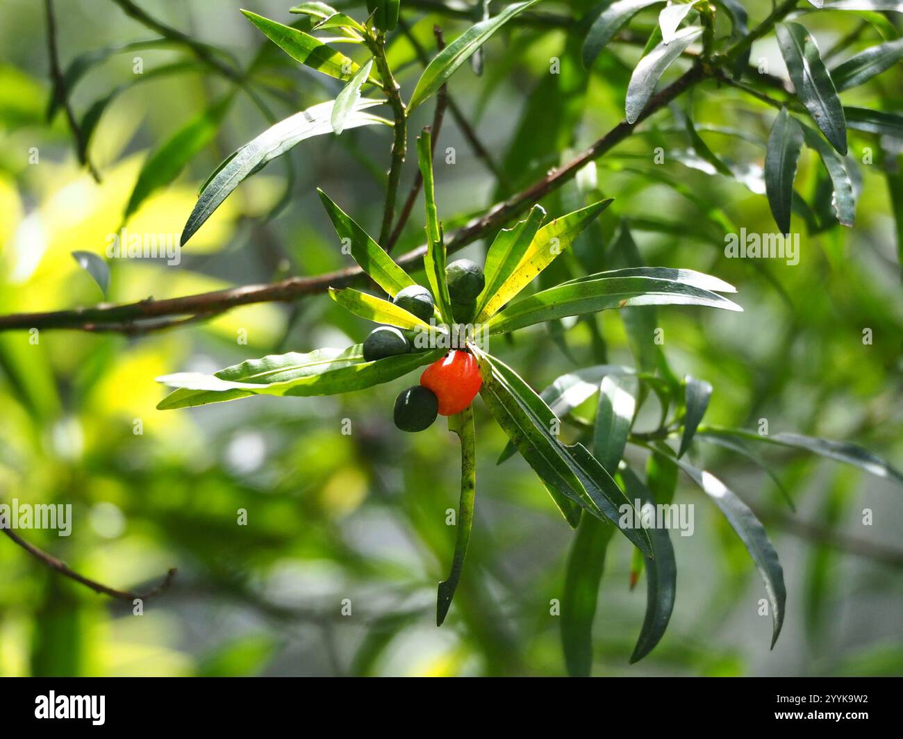 Nakai yellowwood (Podocarpus nakaii Stock Photo - Alamy