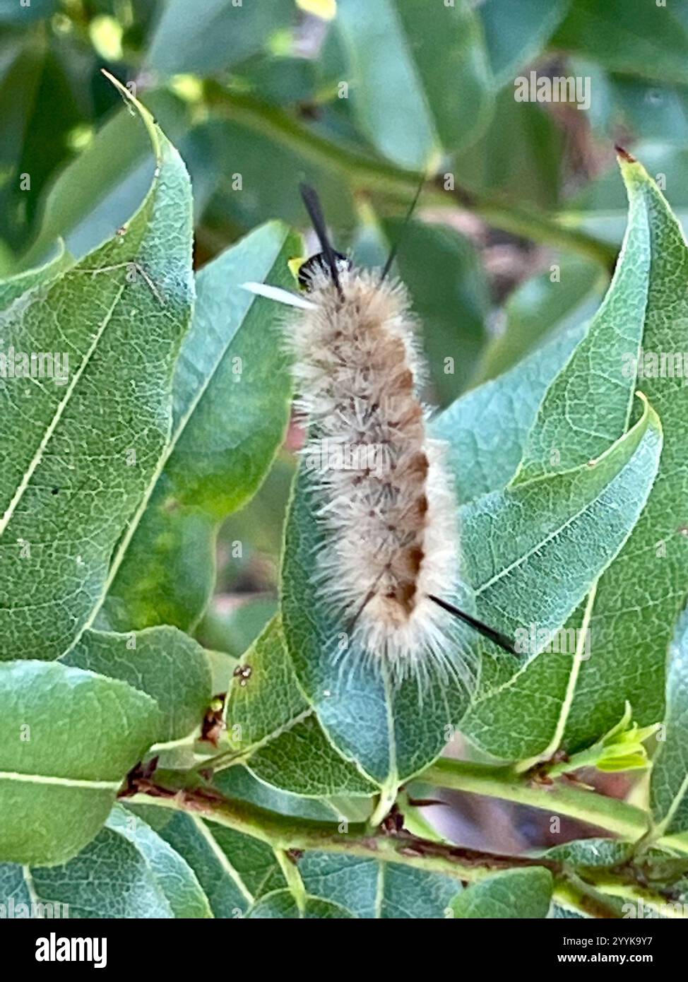 Banded Tussock Moth (Halysidota tessellaris Stock Photo - Alamy