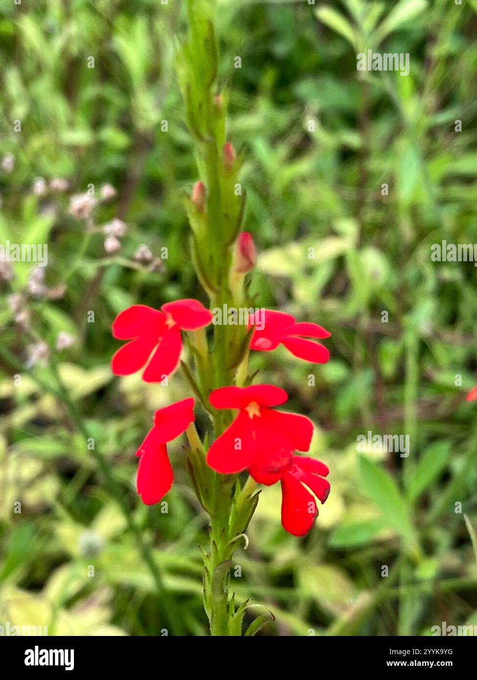 Striga asiatica hi-res stock photography and images - Alamy