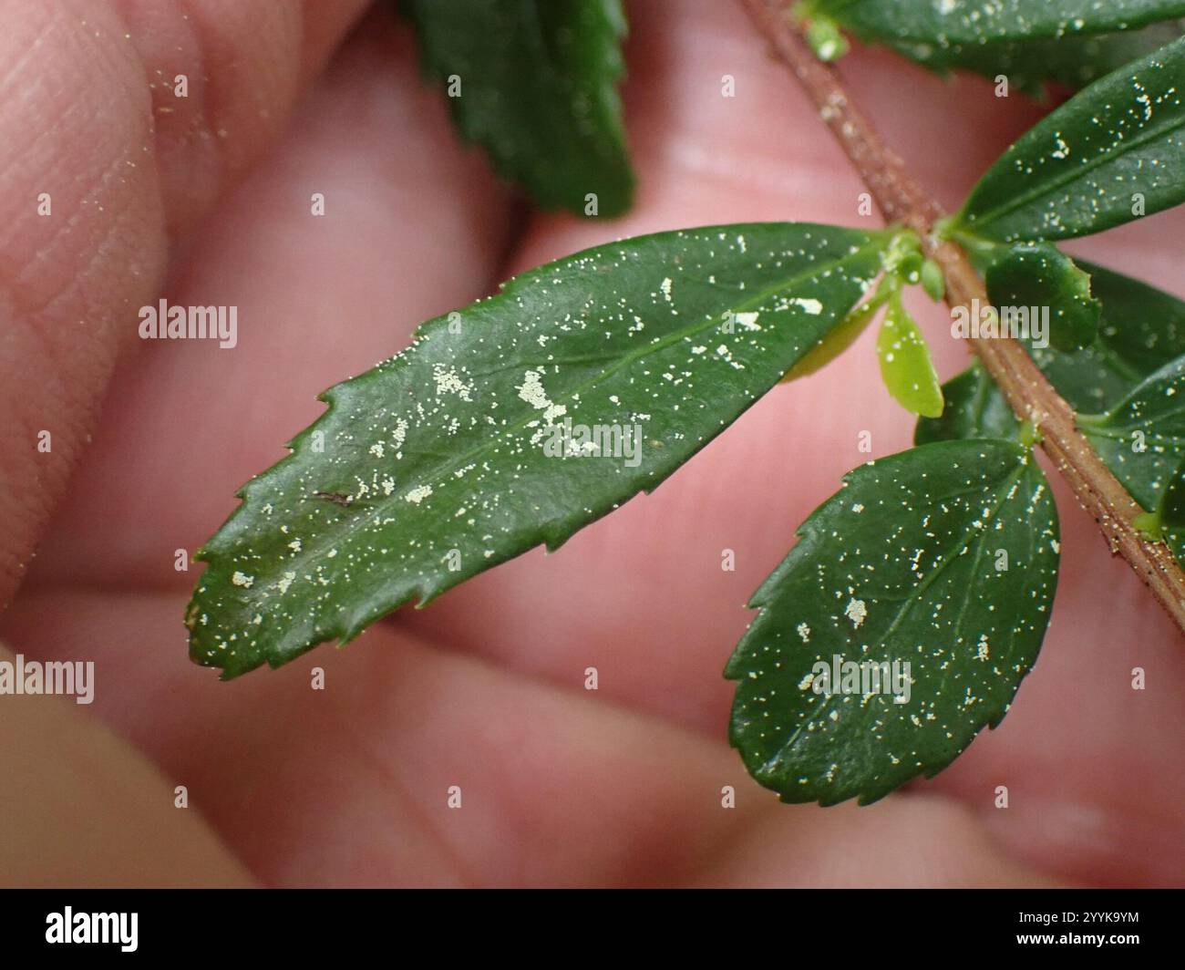 Oregon Boxwood (Paxistima myrsinites Stock Photo - Alamy