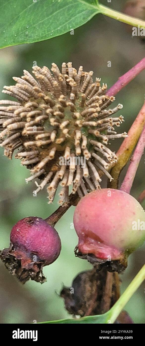 Cedar-Hawthorn Rust (Gymnosporangium globosum Stock Photo - Alamy