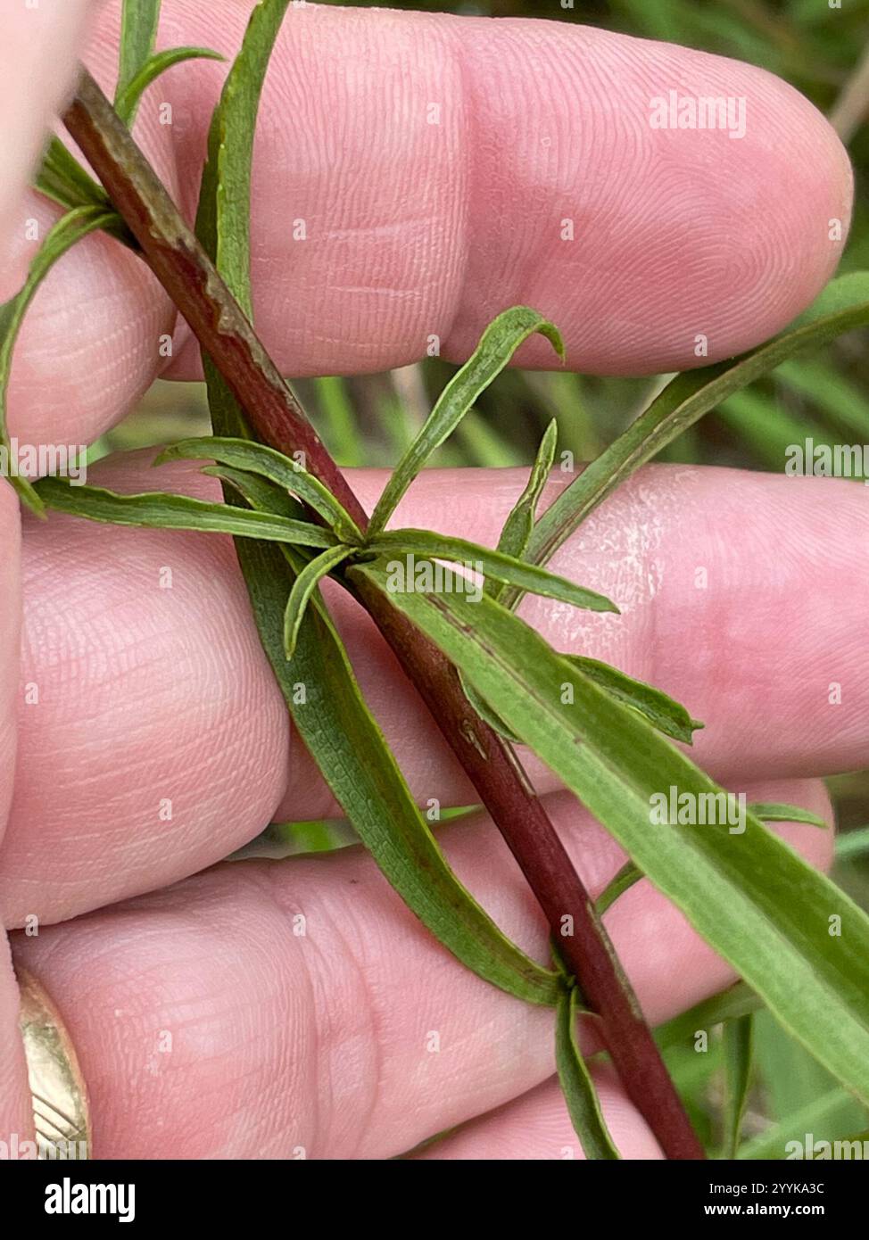 Small's Goldenrod (Solidago pinetorum Stock Photo - Alamy
