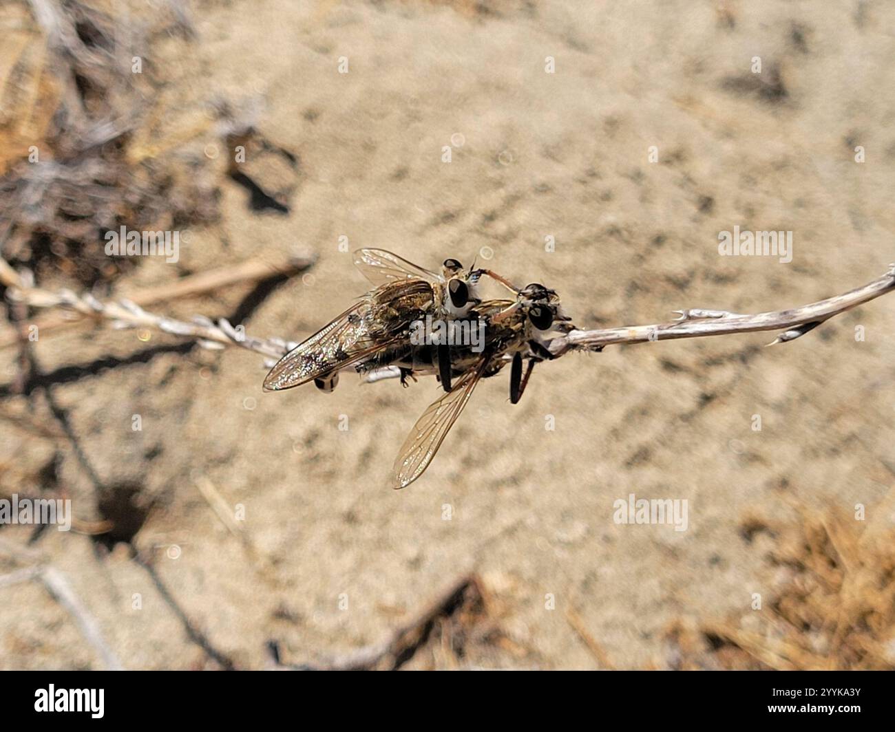 Sand Hammertail (Efferia albibarbis Stock Photo - Alamy