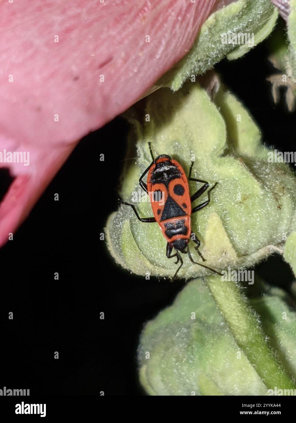 European Firebug (Pyrrhocoris apterus Stock Photo - Alamy
