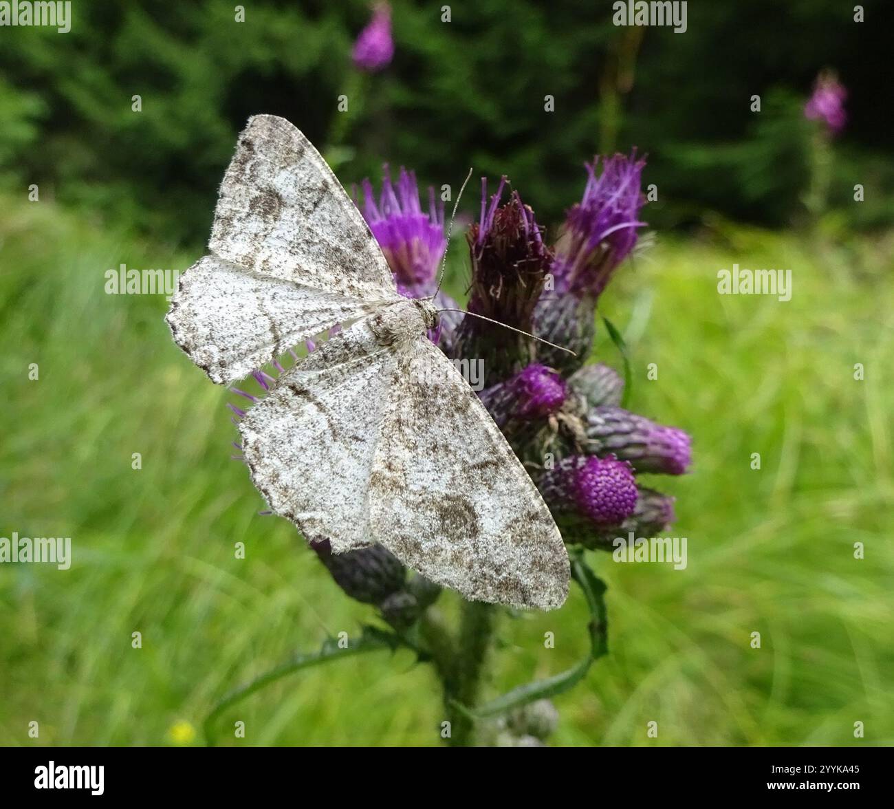 Repandata hi-res stock photography and images - Alamy