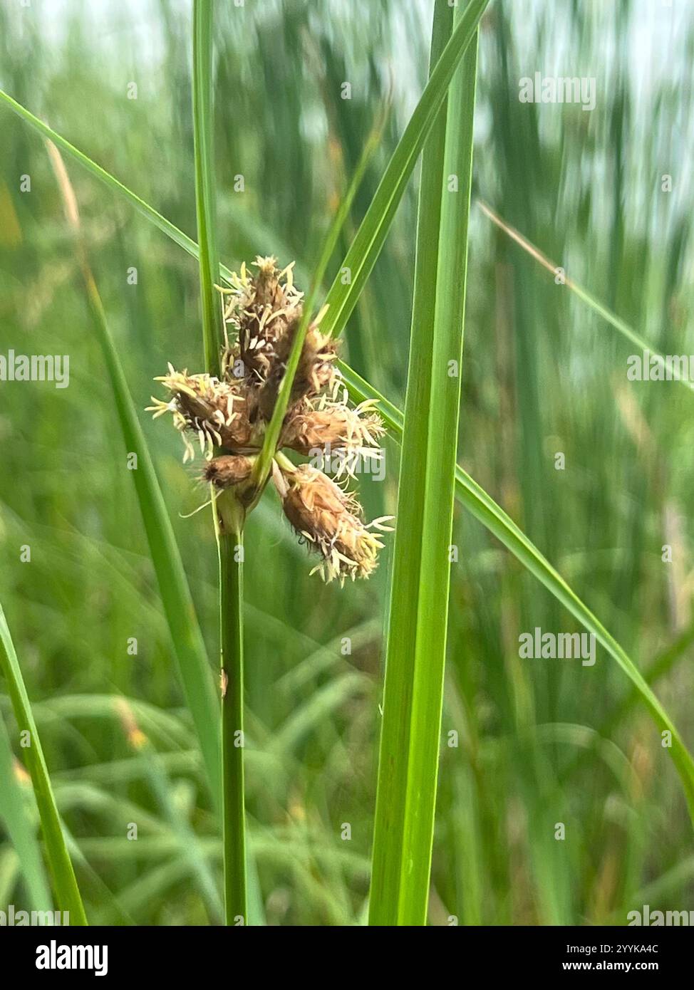 Bolboschoenus robustus hi-res stock photography and images - Alamy
