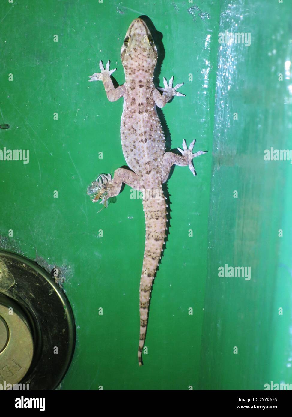 House Geckos (Hemidactylus Stock Photo - Alamy