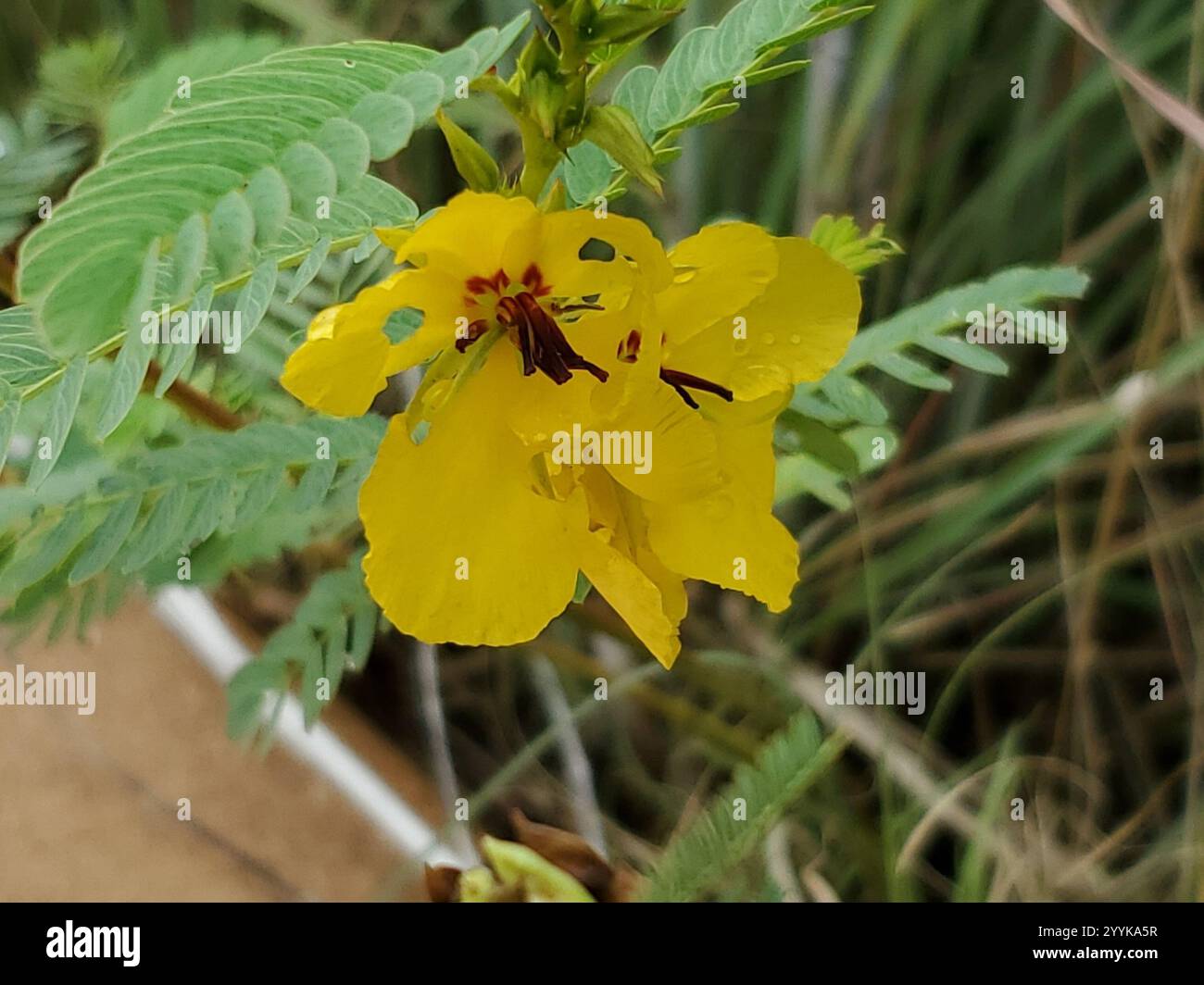 partridge pea (Chamaecrista fasciculata Stock Photo - Alamy