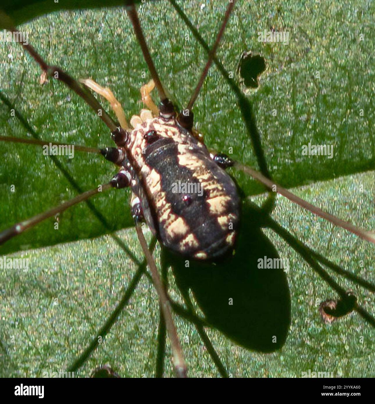 Eastern Harvestman (Leiobunum vittatum Stock Photo - Alamy