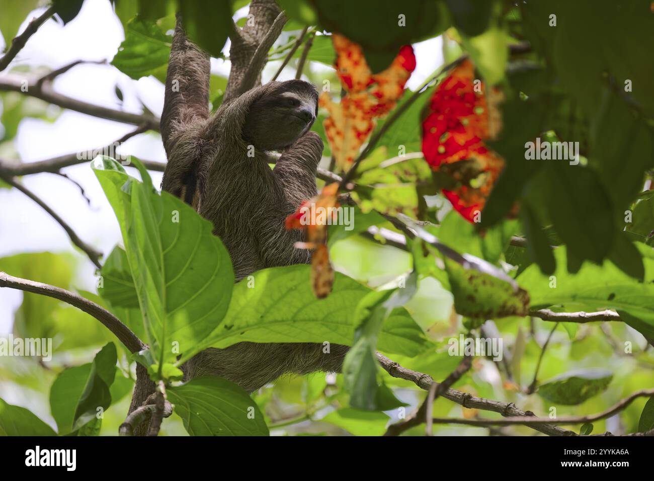 Three-fingered sloth male (Bradypus tridactylus) Costa Rica Stock Photo ...