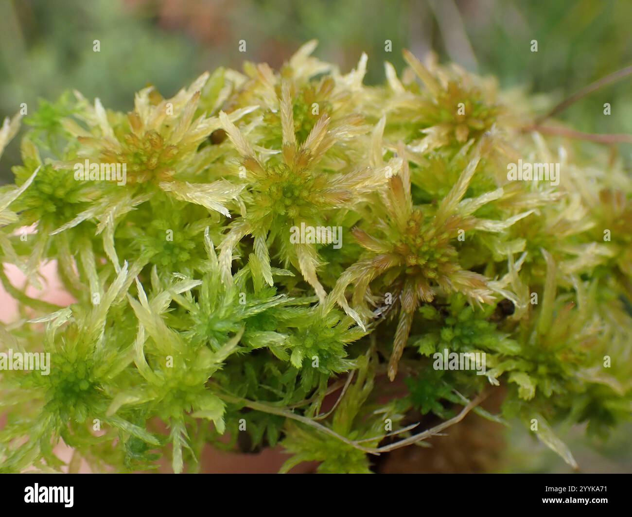 Pacific Peatmoss (Sphagnum pacificum Stock Photo - Alamy