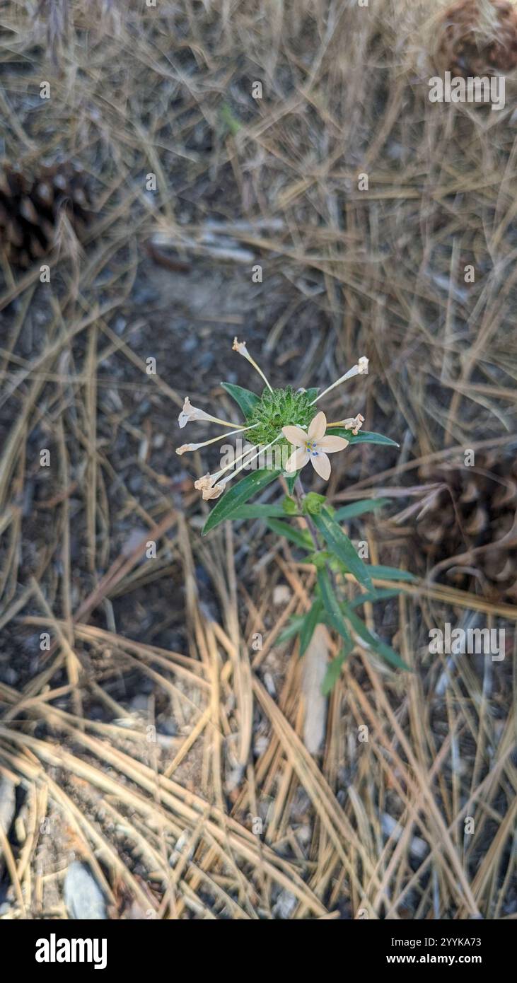 grand collomia (Collomia grandiflora Stock Photo - Alamy