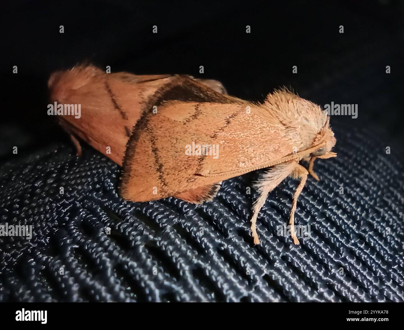 Festoon (Apoda limacodes Stock Photo - Alamy