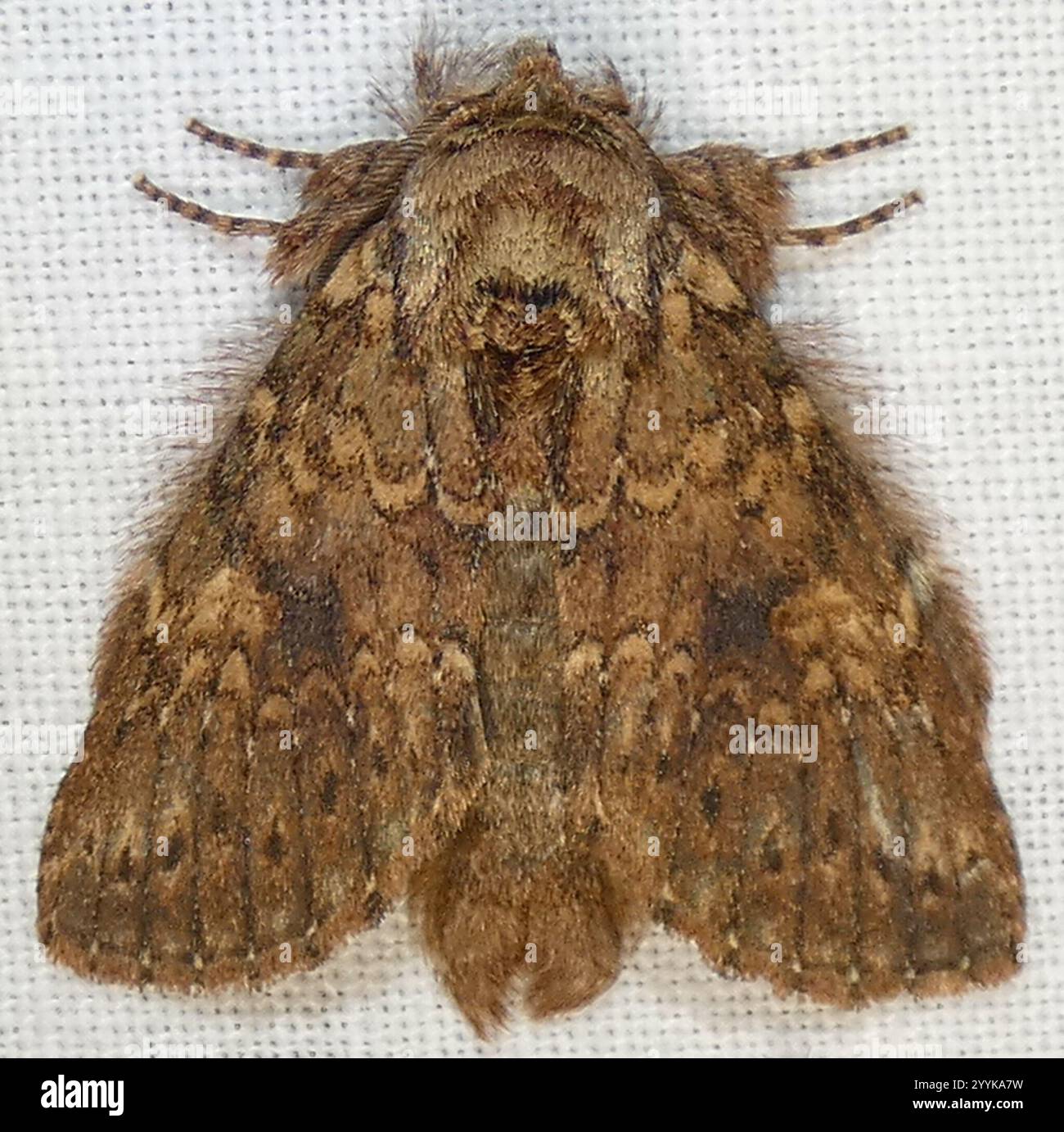 Wavy-lined Heterocampa Moth (Cecrita biundata Stock Photo - Alamy