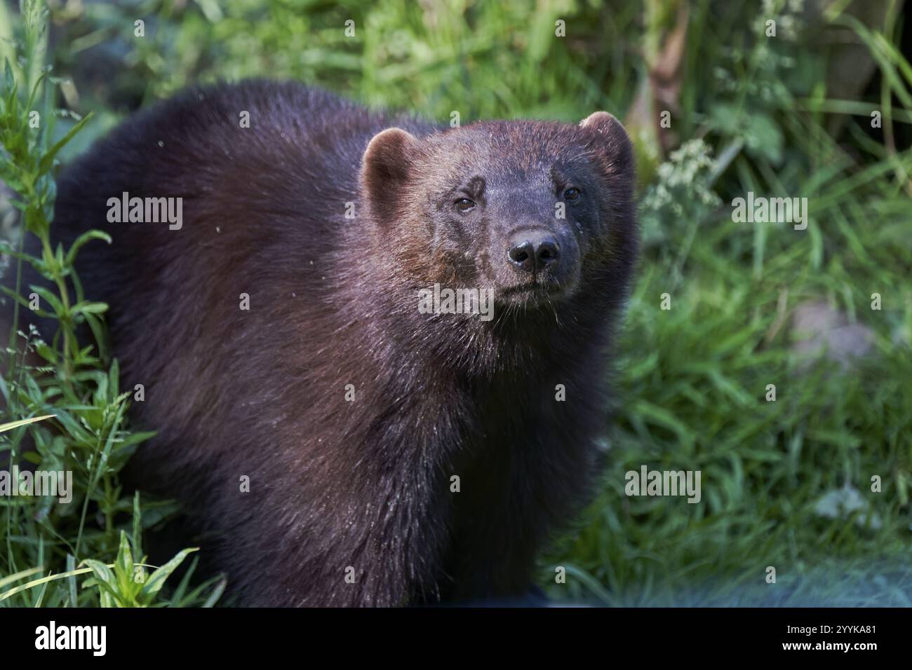 Wolverine looking towards camera hi-res stock photography and images ...