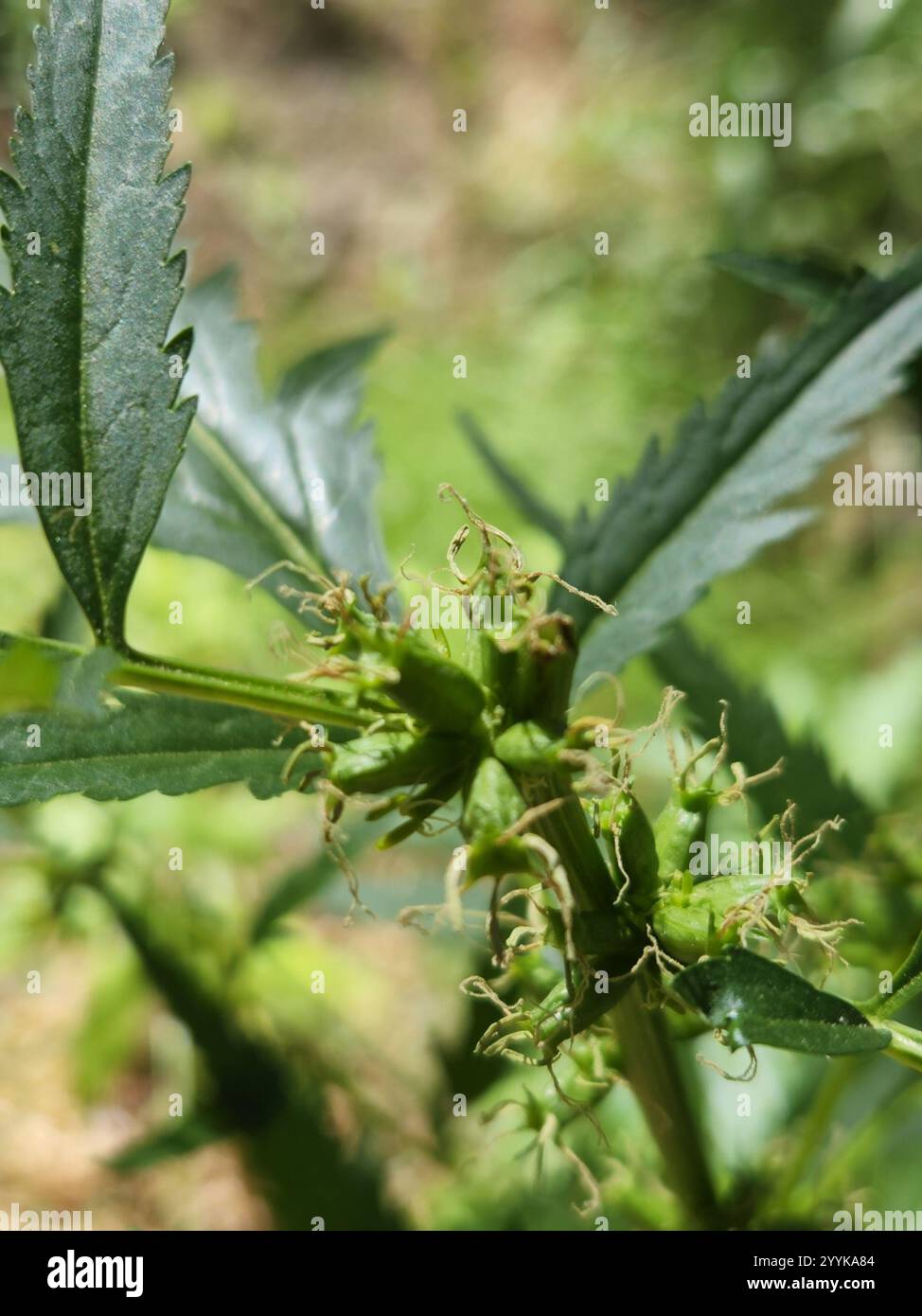 durango root (Datisca glomerata Stock Photo - Alamy