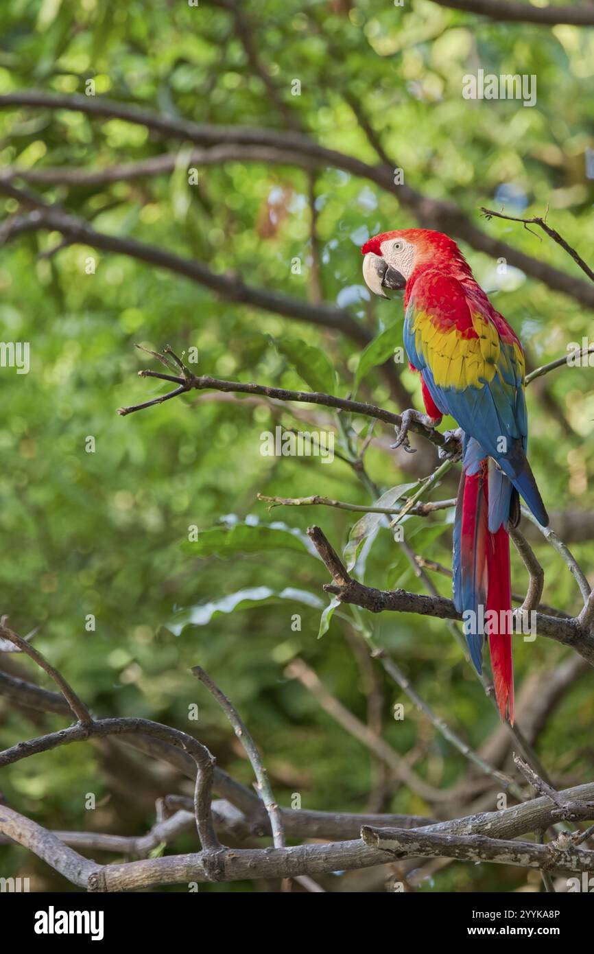 Parrots of colombia hi-res stock photography and images - Alamy