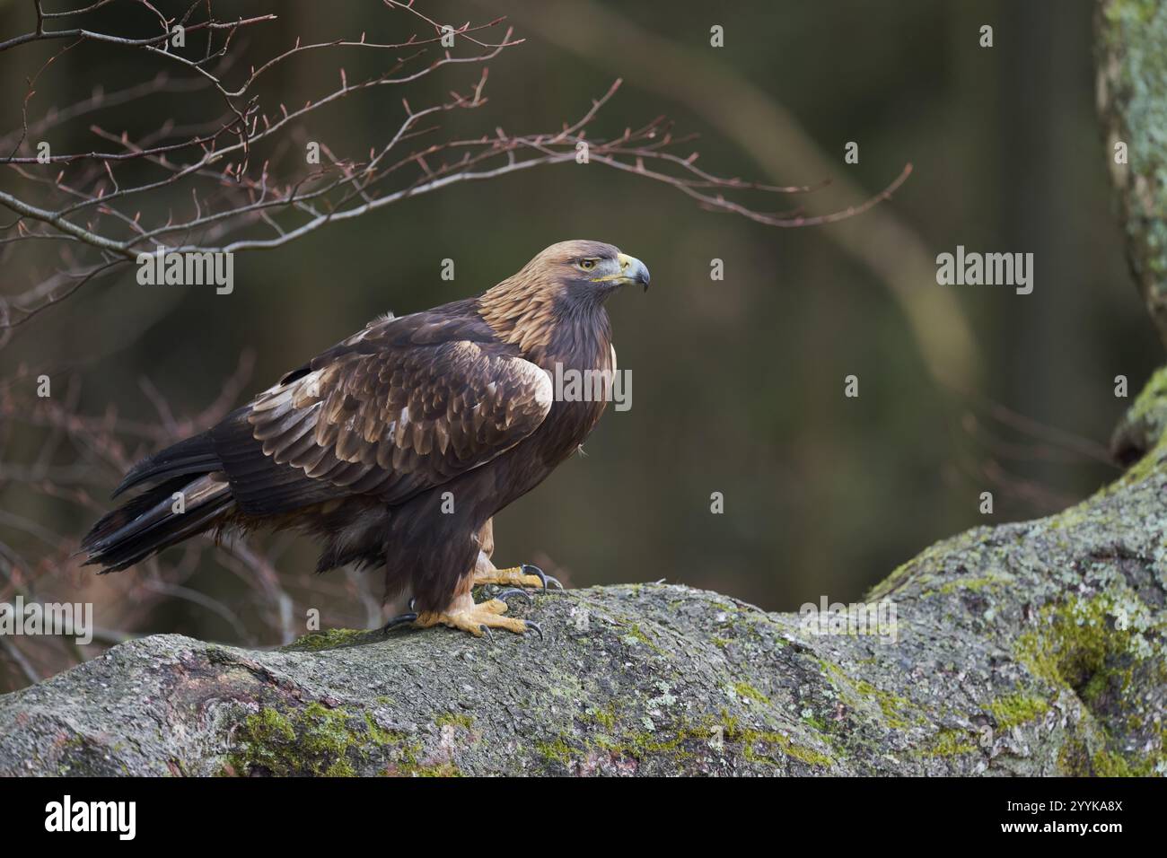 Golden eagle aquila chrysaetos with prey on rock hi-res stock ...