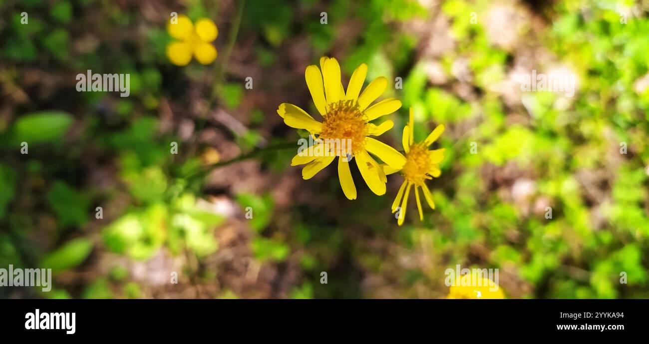 Field Fleawort (Tephroseris integrifolia Stock Photo - Alamy