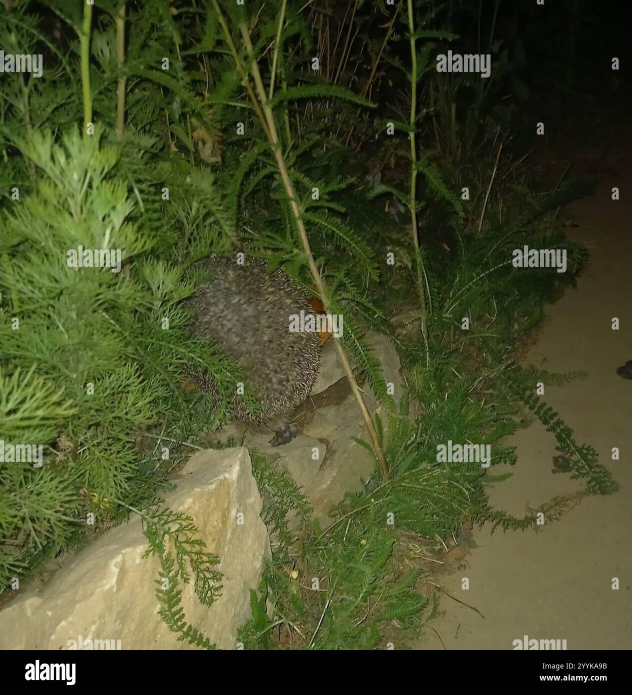 Common Hedgehog (Erinaceus europaeus Stock Photo - Alamy
