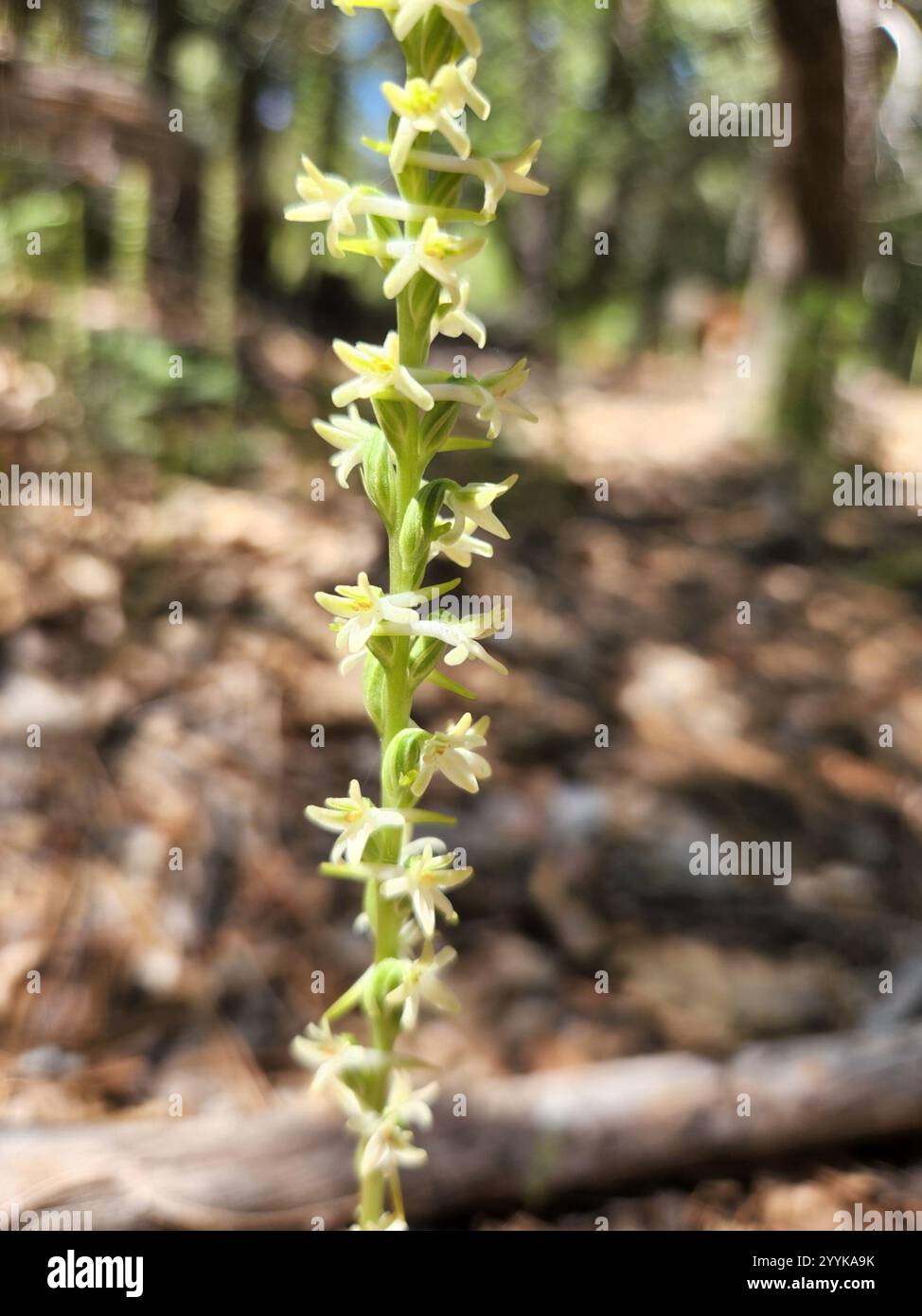 Flat Spurred Piperia (Platanthera transversa Stock Photo - Alamy