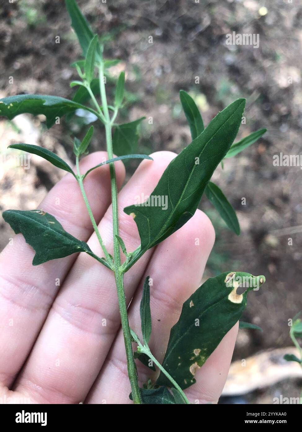 Common Orache (Atriplex patula Stock Photo - Alamy