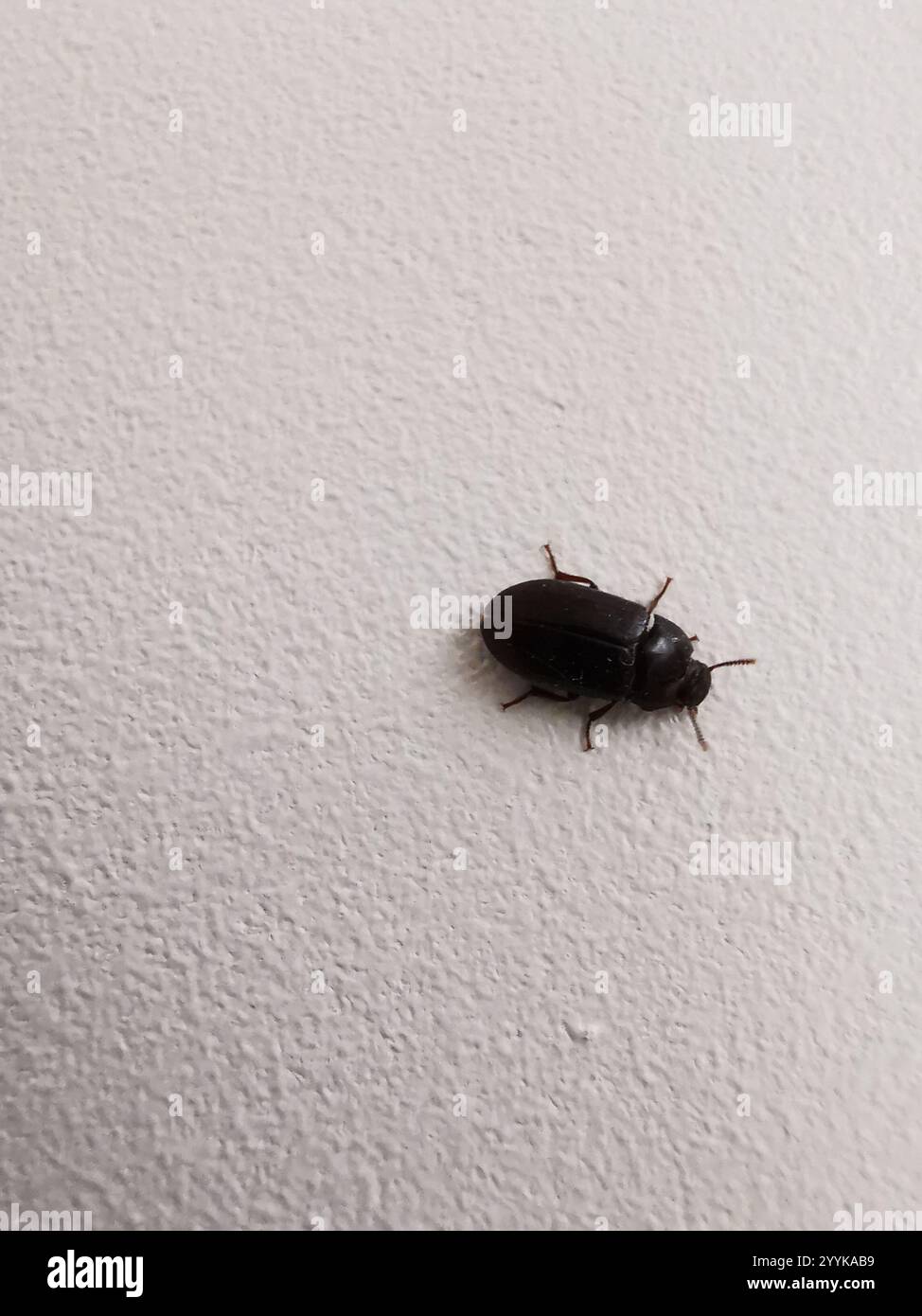Alphitobius hi-res stock photography and images - Alamy